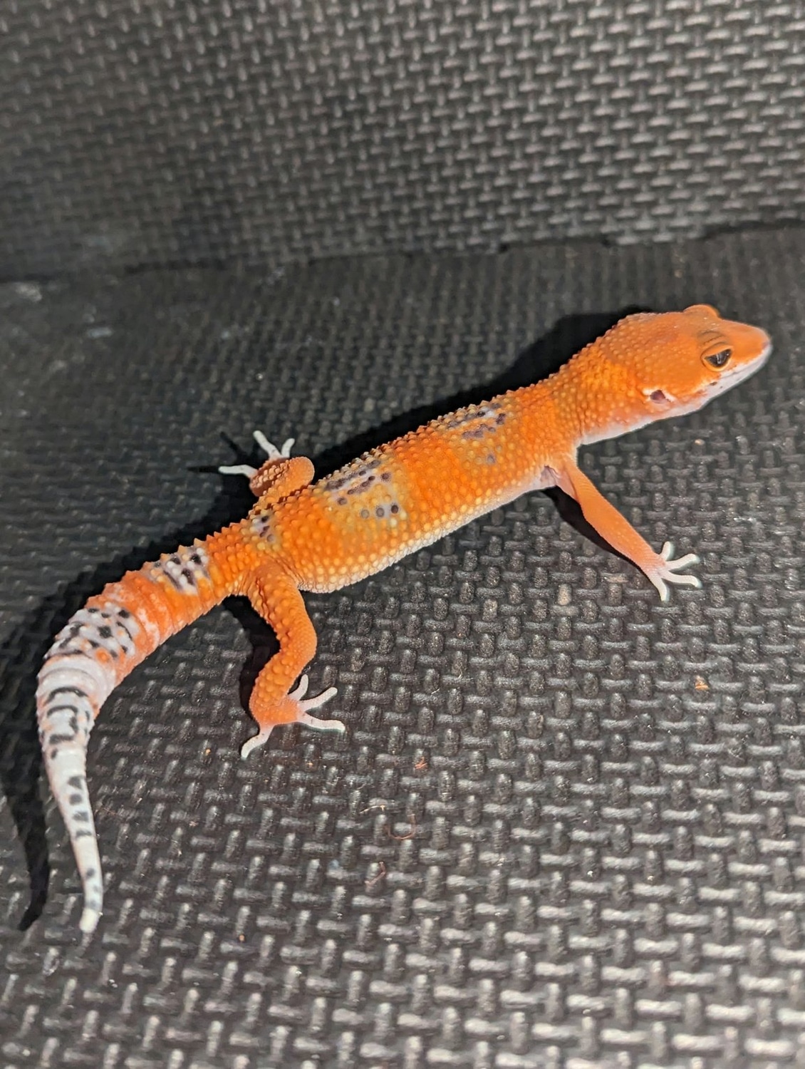 Blood Mandarin X TT(Tangerine Tornado ) And Geckos Etc Tangerine Line ...