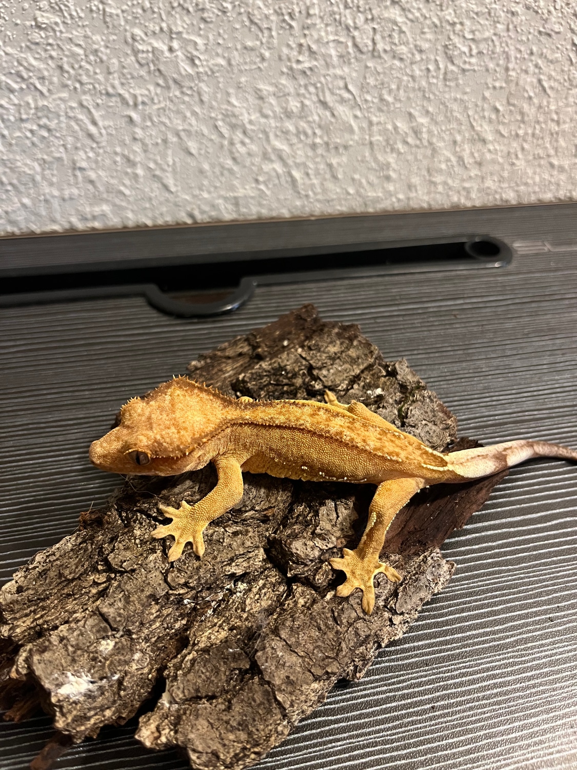 Reverse Pinstripe Crested Gecko by EZReptiles - MorphMarket