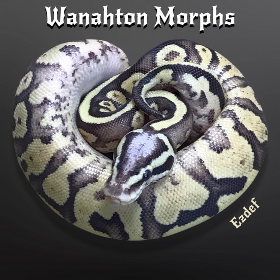 Super Pastel/ YB/ Brite Ball Python by Wanahton Morphs