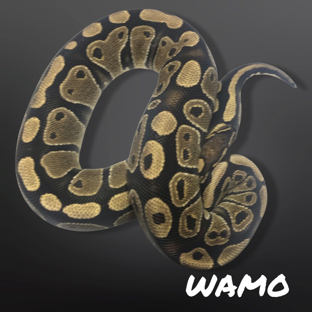 Normal Ball Python by Wanahton Morphs - MorphMarket