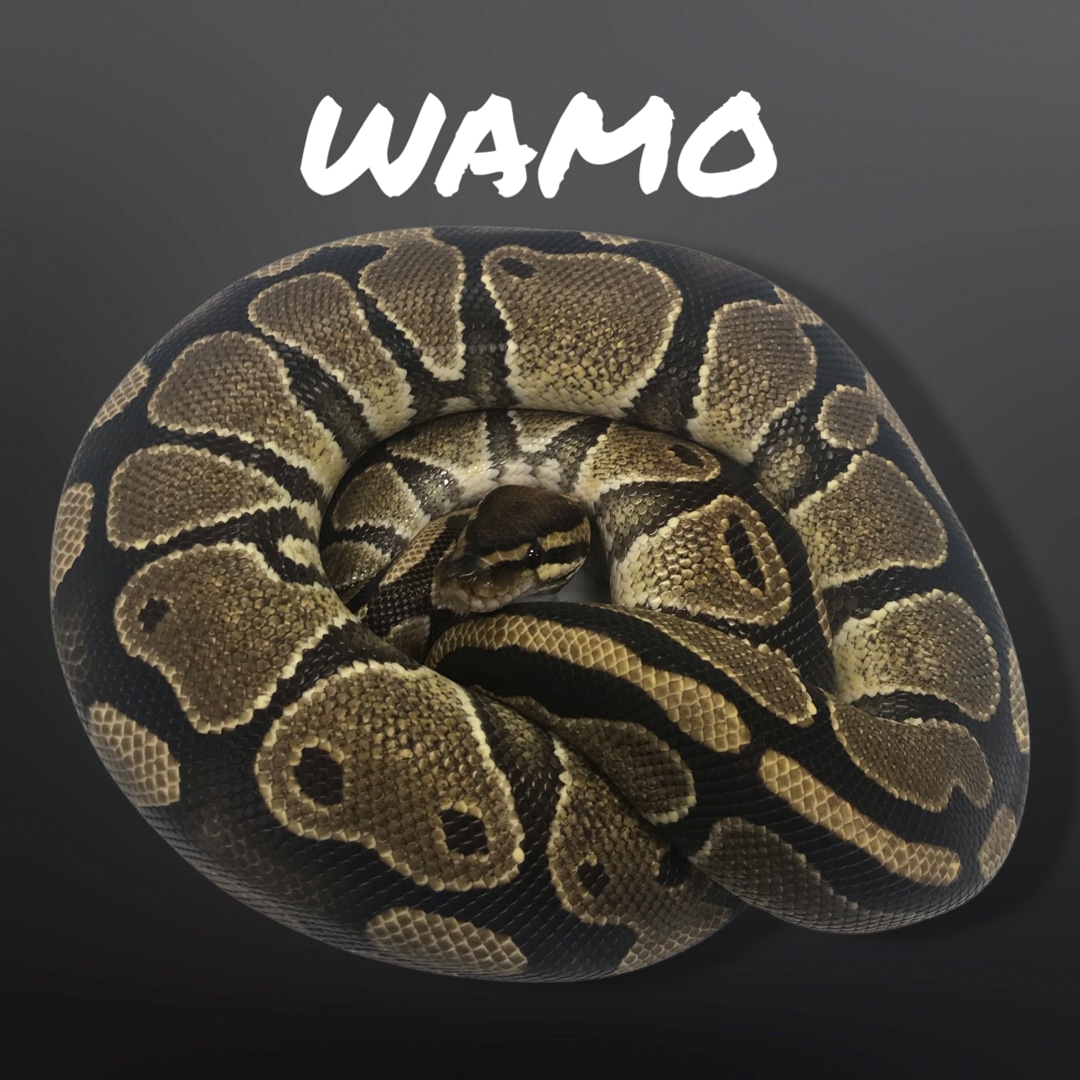 WAMO CLASSIC (Normal Wild Type) Ball Python by Wanahton Morphs ...