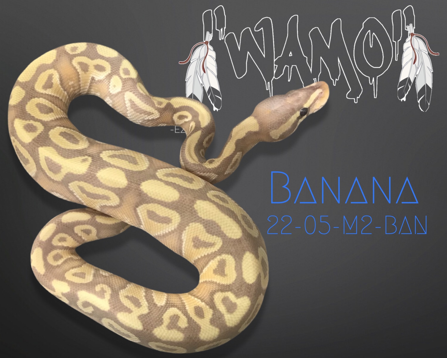 Banana Ball Python by Wanahton Morphs - MorphMarket