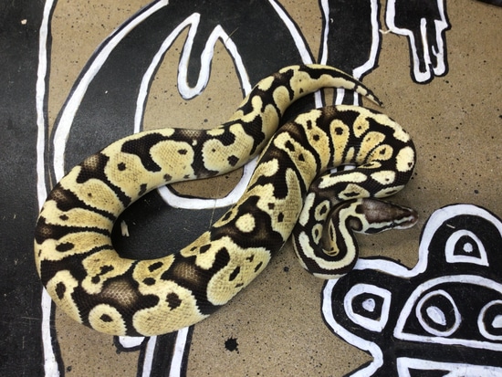Super Pastel Brite Ball Python by Wanahton Morphs