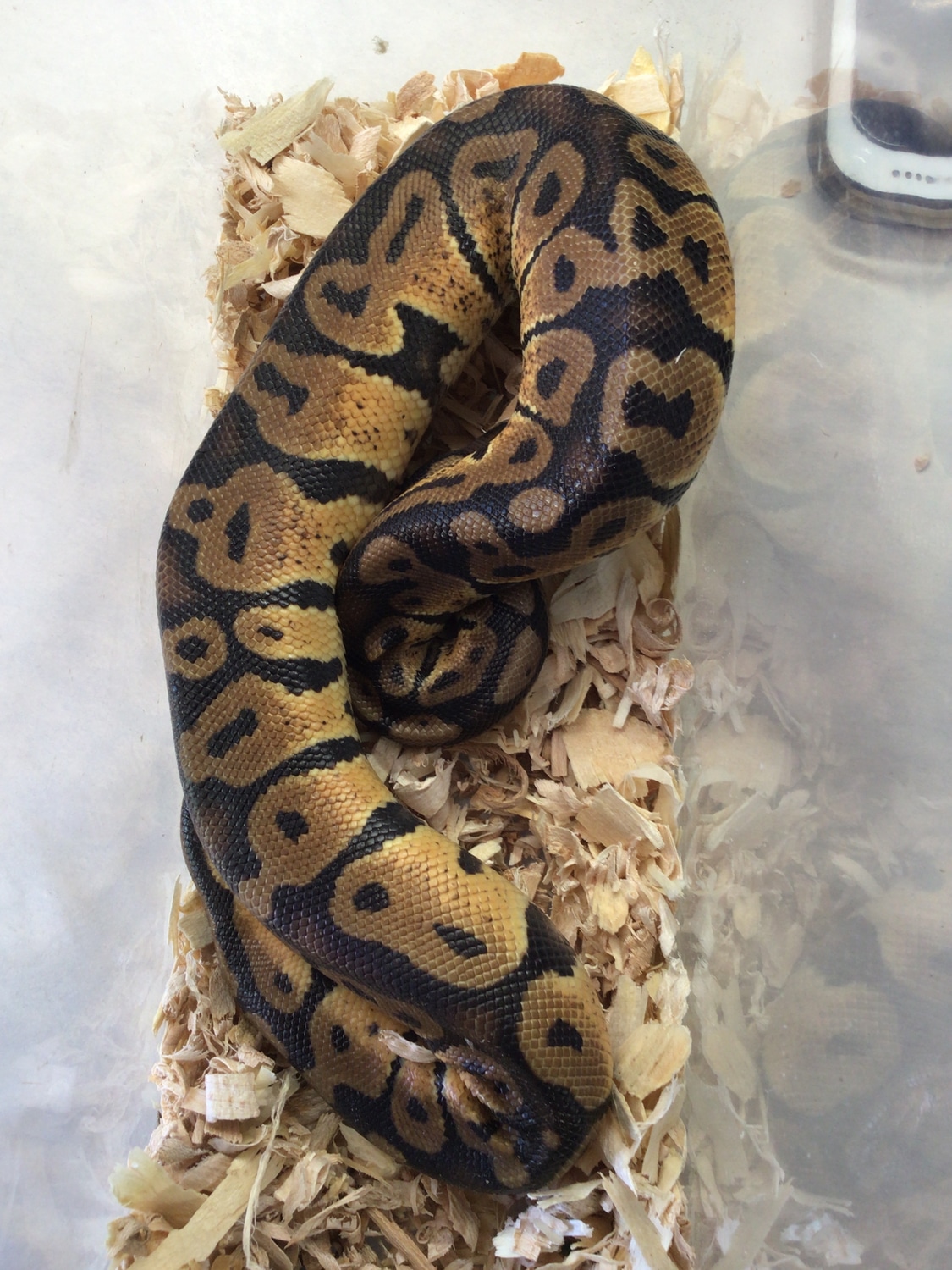 Pastel YB Ball Python by Wanahton Morphs - MorphMarket