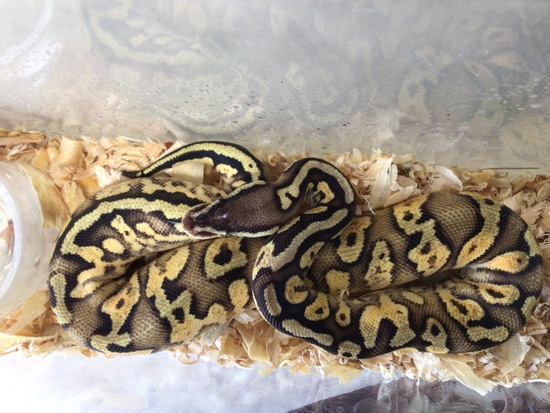 Pastel YB Brite Calico Ball Python by Wanahton Morphs