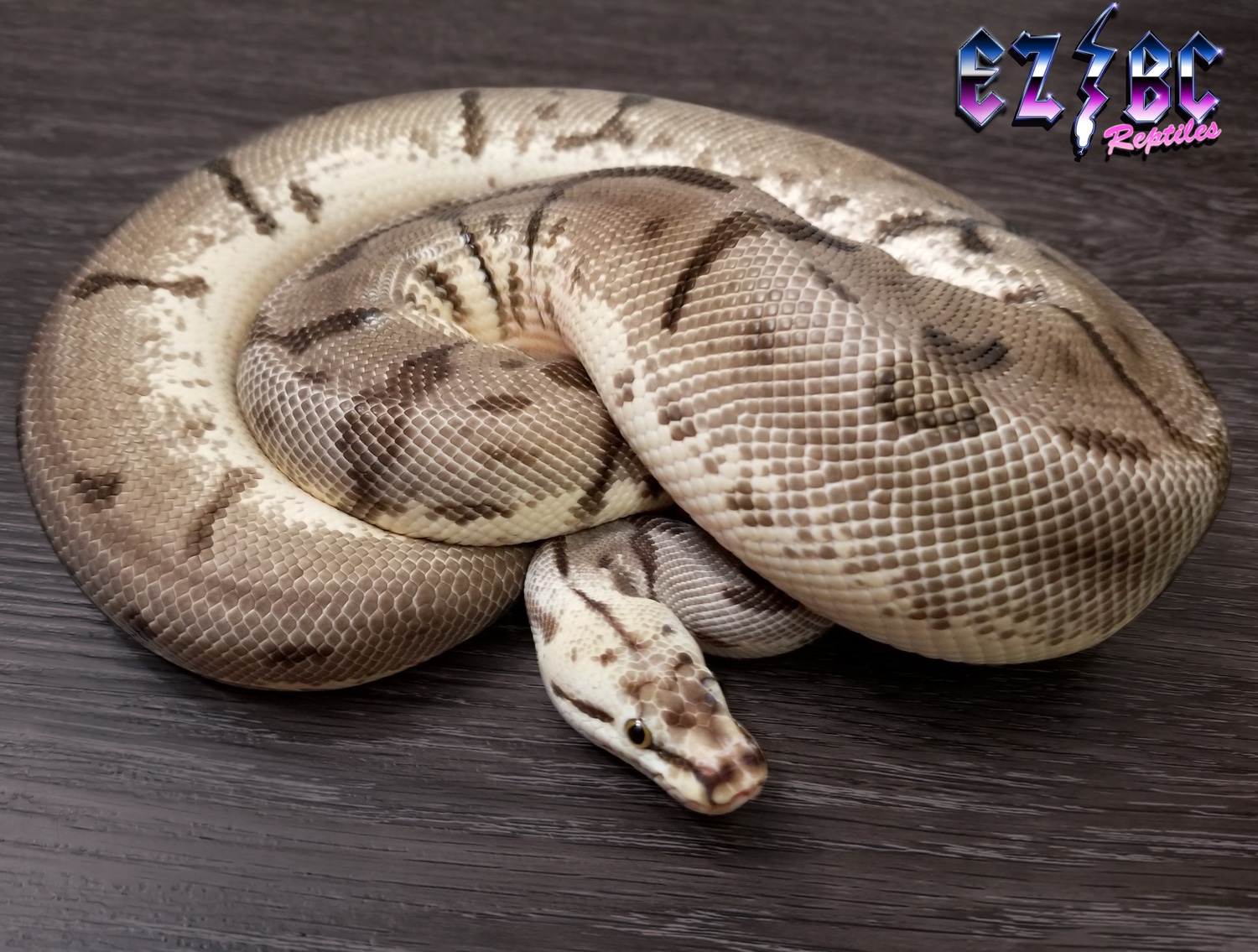 Leopard Bumblebee *Shipping Included* Ball Python by EZBC Reptiles ...