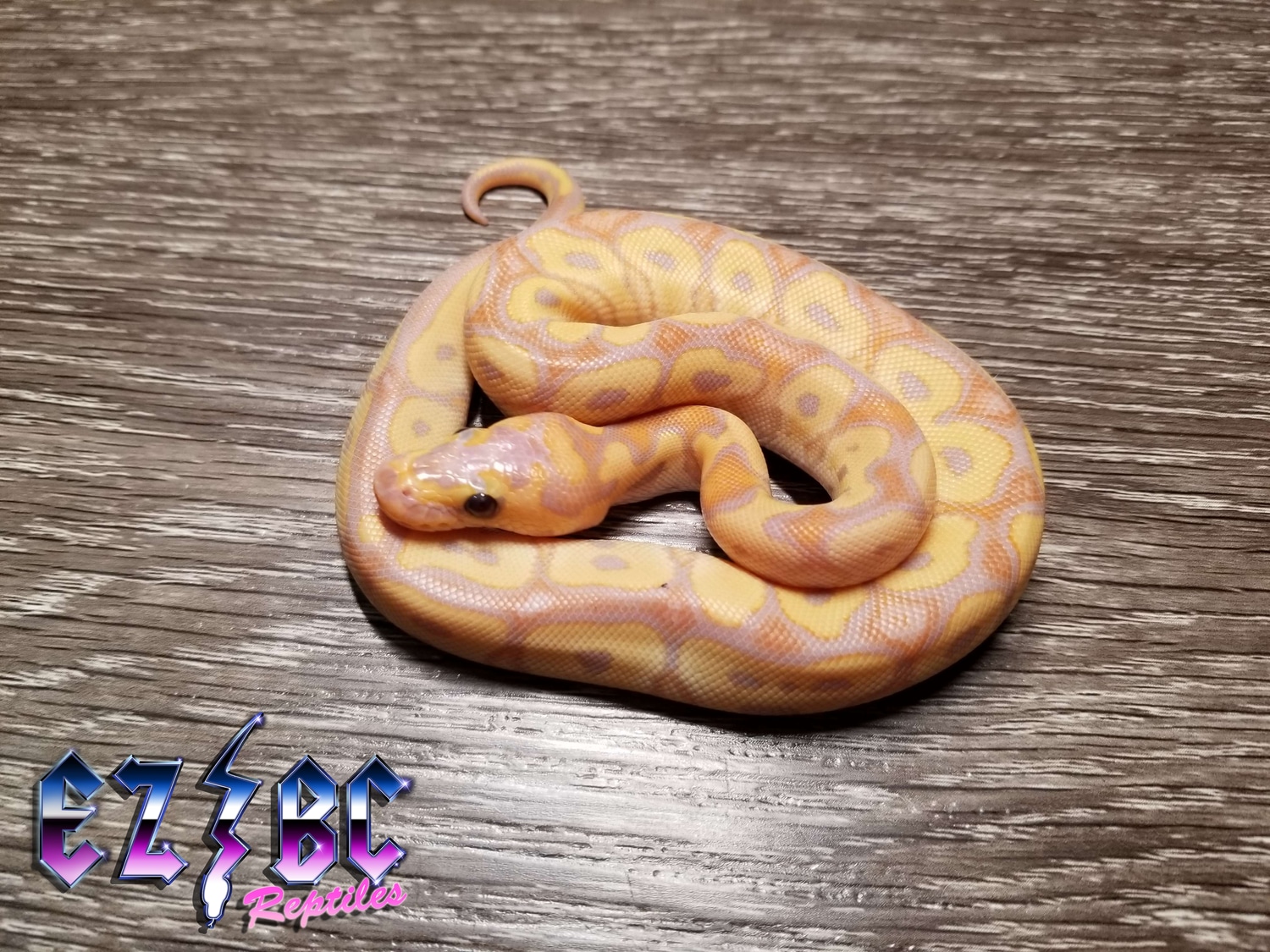 Banana Clown 50% Het Pied Ball Python by EZBC Reptiles - MorphMarket