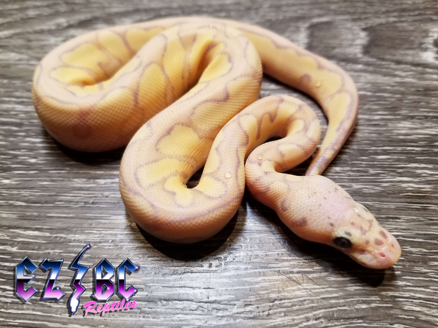 Pastel Banana Clown 50% Het Pied Ball Python by EZBC Reptiles - MorphMarket