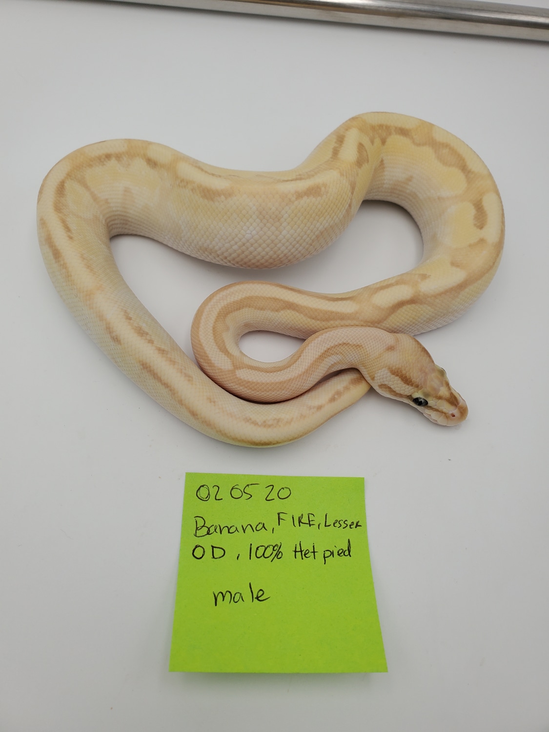 Banana Fire OD Lesser 100% Het Piebald Ball Python by EZ Ball Pythons ...