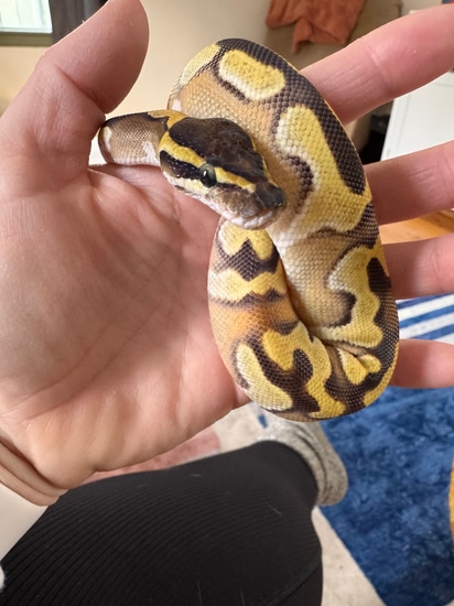 Super Enchi Mojave Het Piebald Ball Python by Insomnia Reptiles