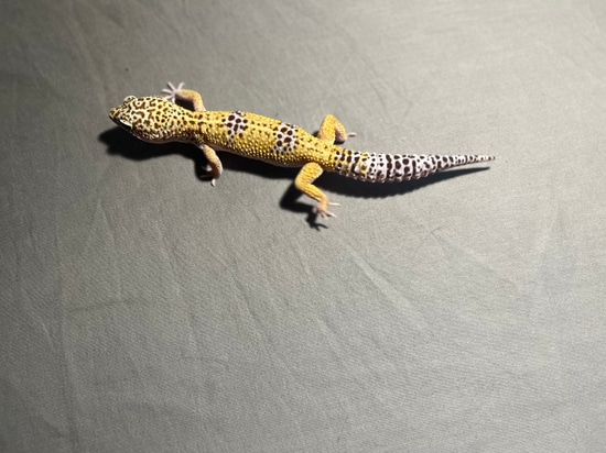 Normal Leopard Gecko by Ezy Reptiles