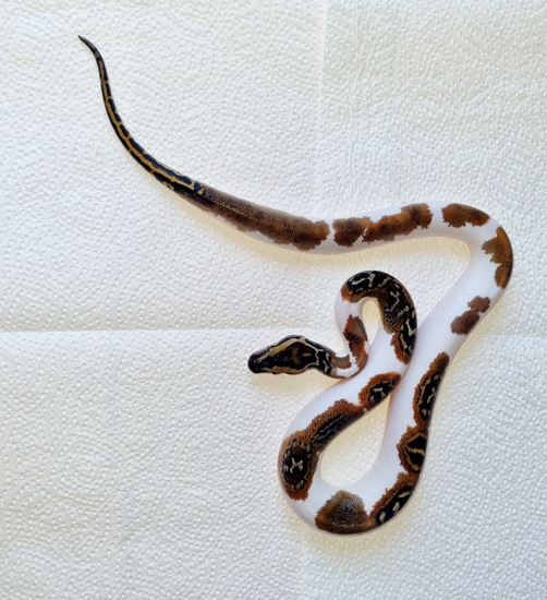 Piebald 66% Het Caramel Burmese Python by Pied Burmese Germany