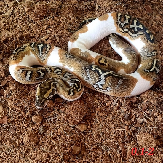 Piebald Pos Het Caramel Burmese Python by Pied Burmese Germany