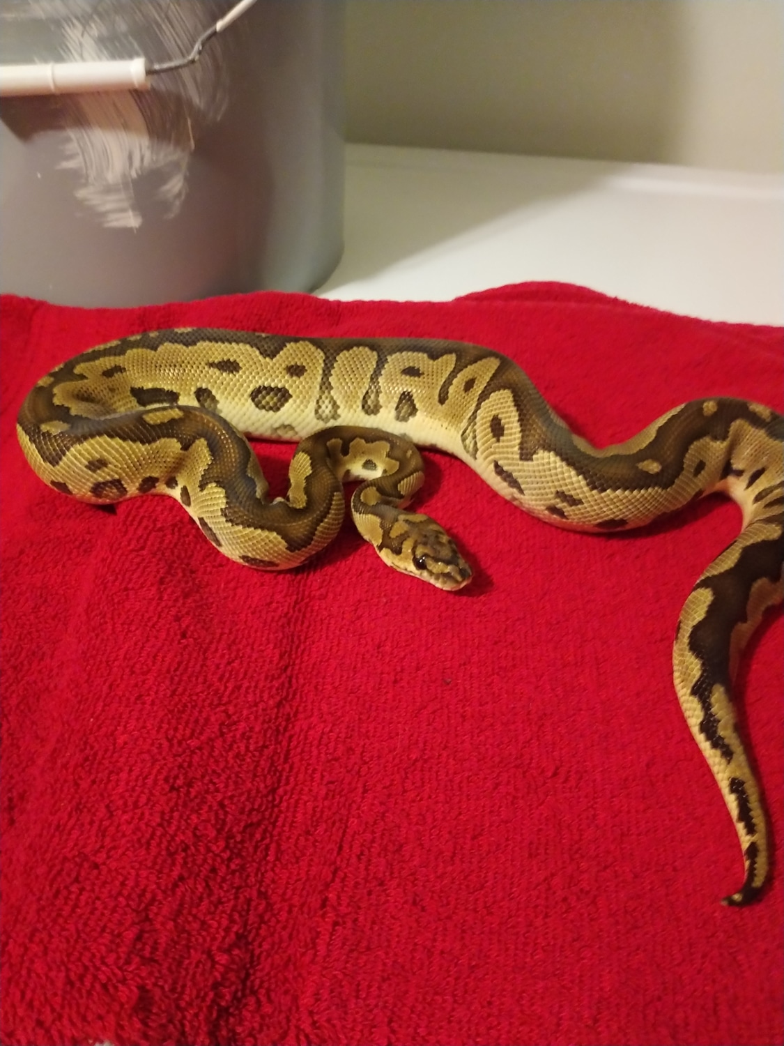 Clown Ball Python by Face's Ball Pythons - MorphMarket