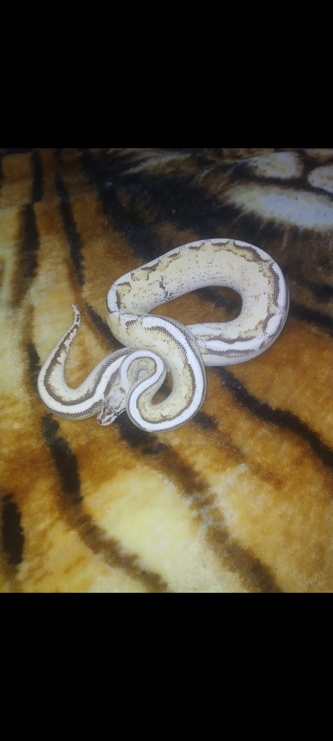 Pastel Super Stripe Ball Python by Face's Ball Pythons - MorphMarket