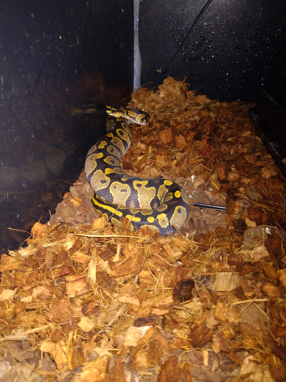 Yellow Belly Ball Python by Face's Ball Pythons - MorphMarket