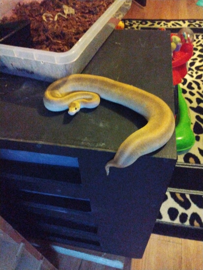 Cinnamon Champagne With The Ringer On Tail Ball Python by Face's Ball ...