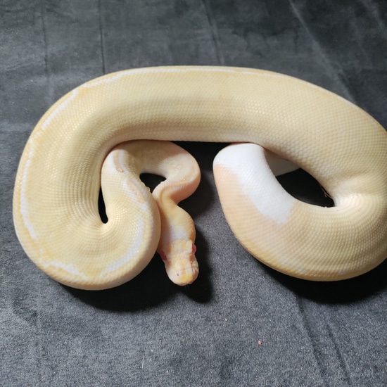 Albino Pied Ball Python by Face's Ball Pythons