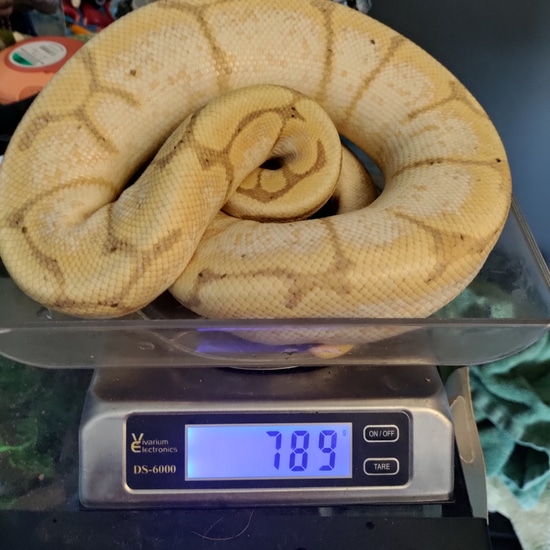 Banana Spider Het Clown Ball Python by Face's Ball Pythons