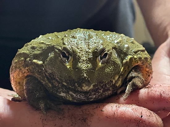 Giant Pixie Frog Bullfrog by Short-Tailed Pythons, LLC