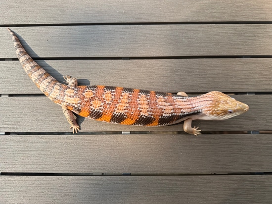 Fenn Orange X Magma Northern Blue-Tongued Skink by Short-Tailed Pythons