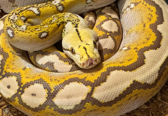 Indo Caramel Albino Motley Poss Het Orange Ghost Stripe Reticulated ...
