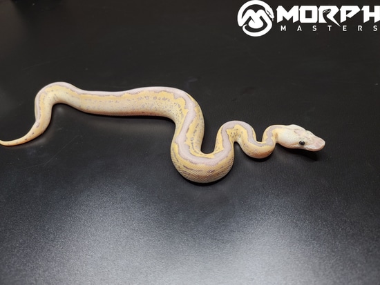 Superfly Leopard Clown Ball Python by MorphMasters