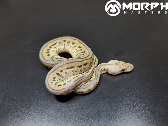 Killer Leopard Clown Ball Python by MorphMasters