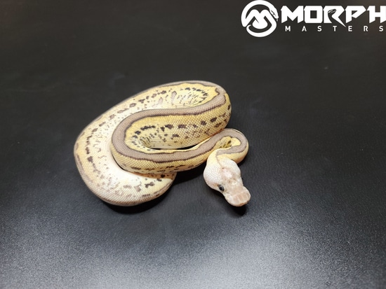 Killer Leopard Clown Ball Python by MorphMasters