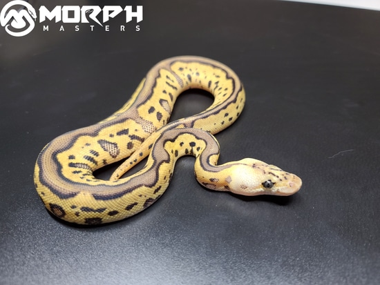 Firefly Leopard Clown Ball Python by MorphMasters