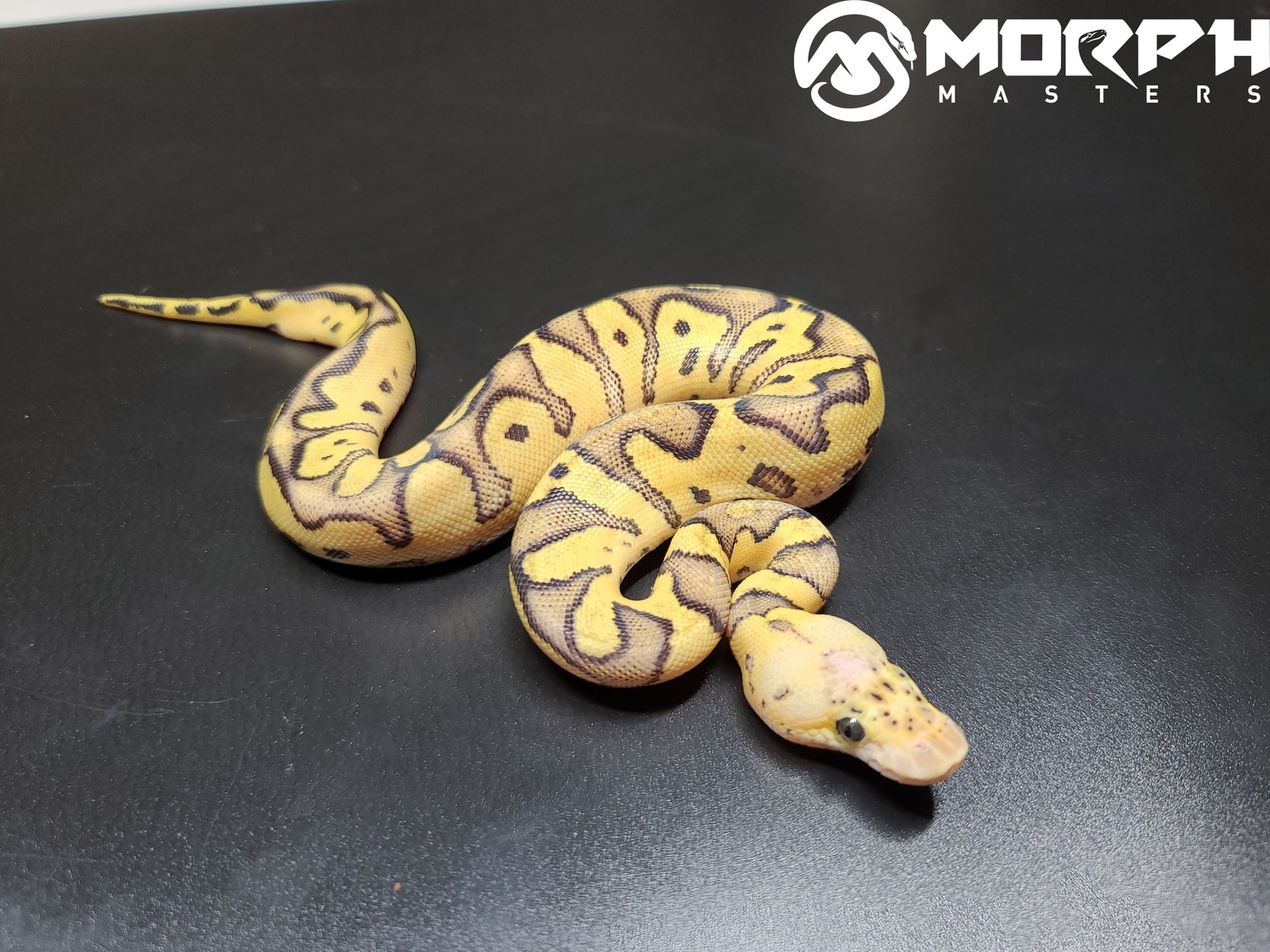 Firefly Clown Ball Python by MorphMasters - MorphMarket