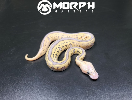 Superfly Leopard Clown Ball Python by MorphMasters