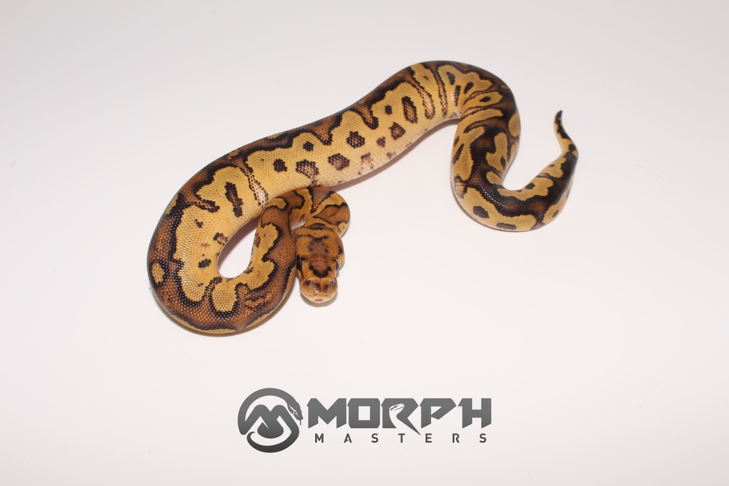 Fire Clown Ball Python by MorphMasters - MorphMarket