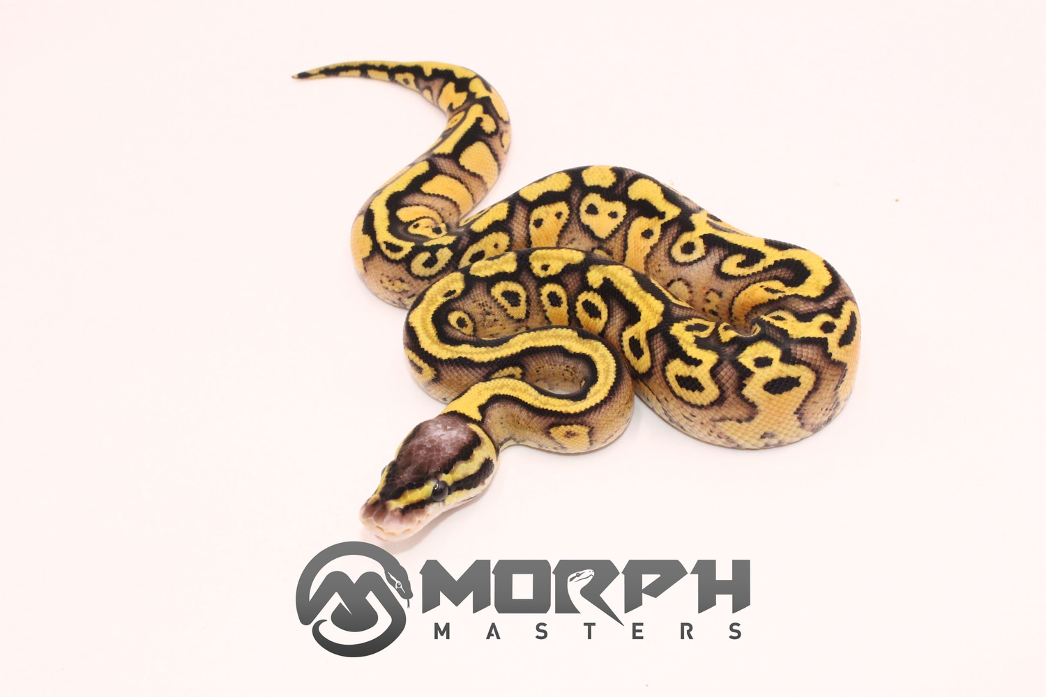 Pastel RS YB Het Clown Pos Het DG Ball Python by MorphMasters - MorphMarket