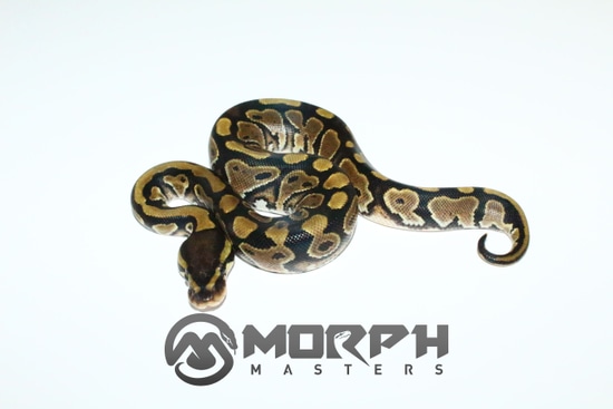 Double Het Clown Pied Ball Python by MorphMasters