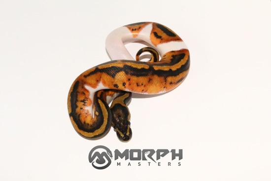 Pied Het Clown Ball Python by MorphMasters