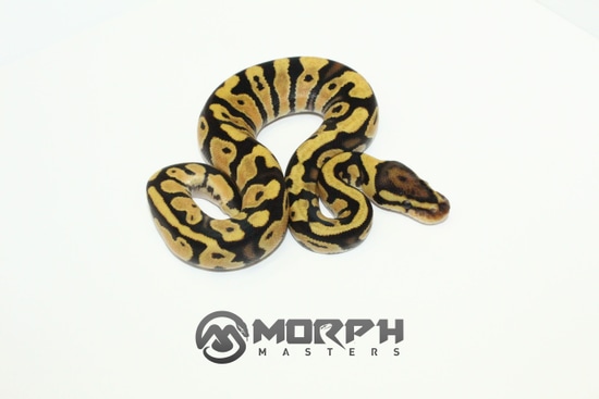 OD Fire Het Clown Ball Python by MorphMasters