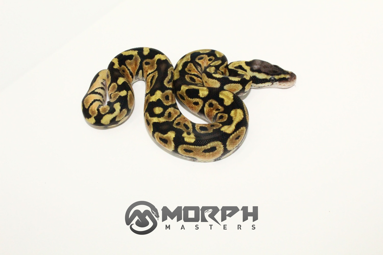 Pastel Het Clown Ball Python by MorphMasters - MorphMarket