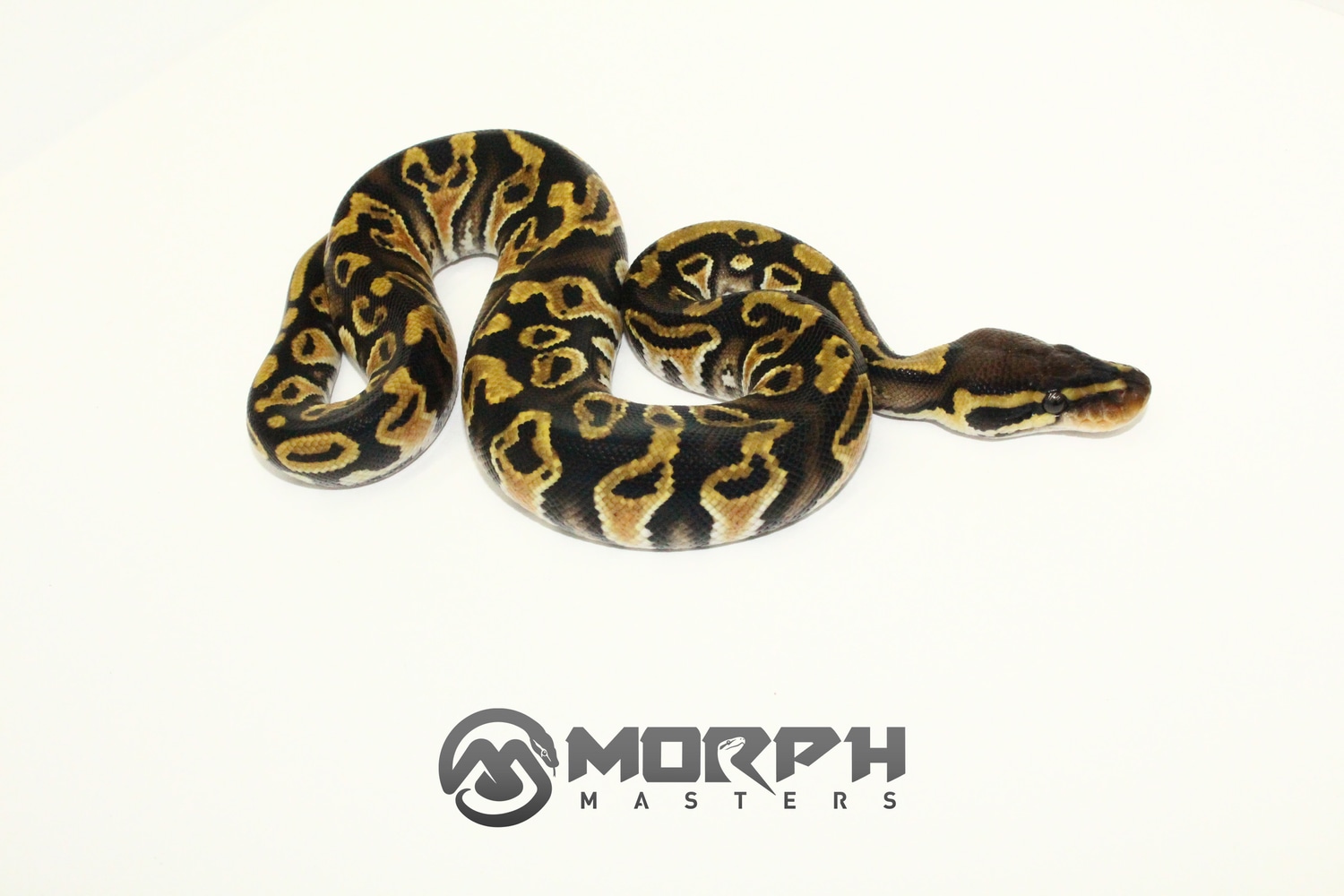 OD Hurricane Het Clown Ball Python by MorphMasters - MorphMarket