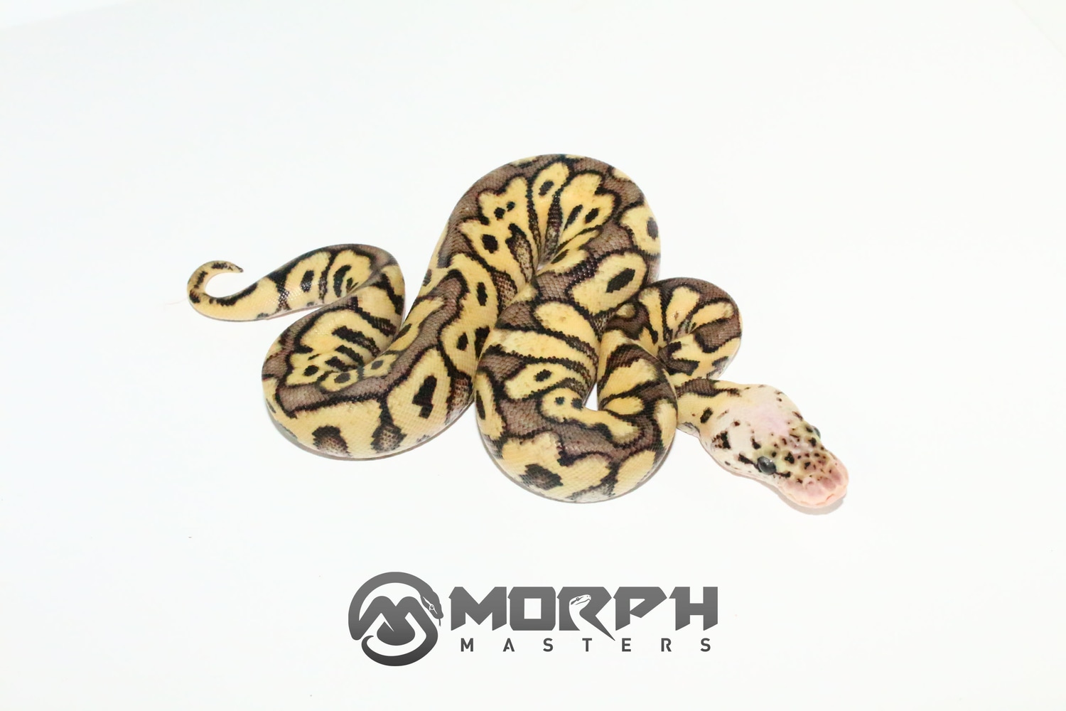Pastel Spotnose Clown Ball Python by MorphMasters - MorphMarket