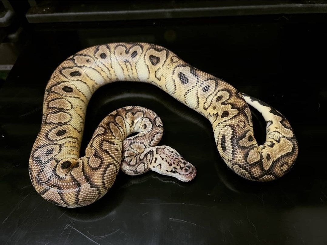 Proven Pastel Hurricane Clown Ball Python by MorphMasters - MorphMarket
