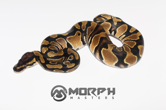 OD Double Het Clown Pied Ball Python by MorphMasters