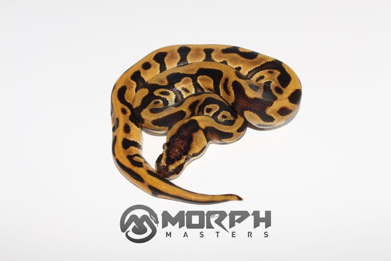 OD Enchi Leopard Het DG 50% Het Clown Ball Python by MorphMasters