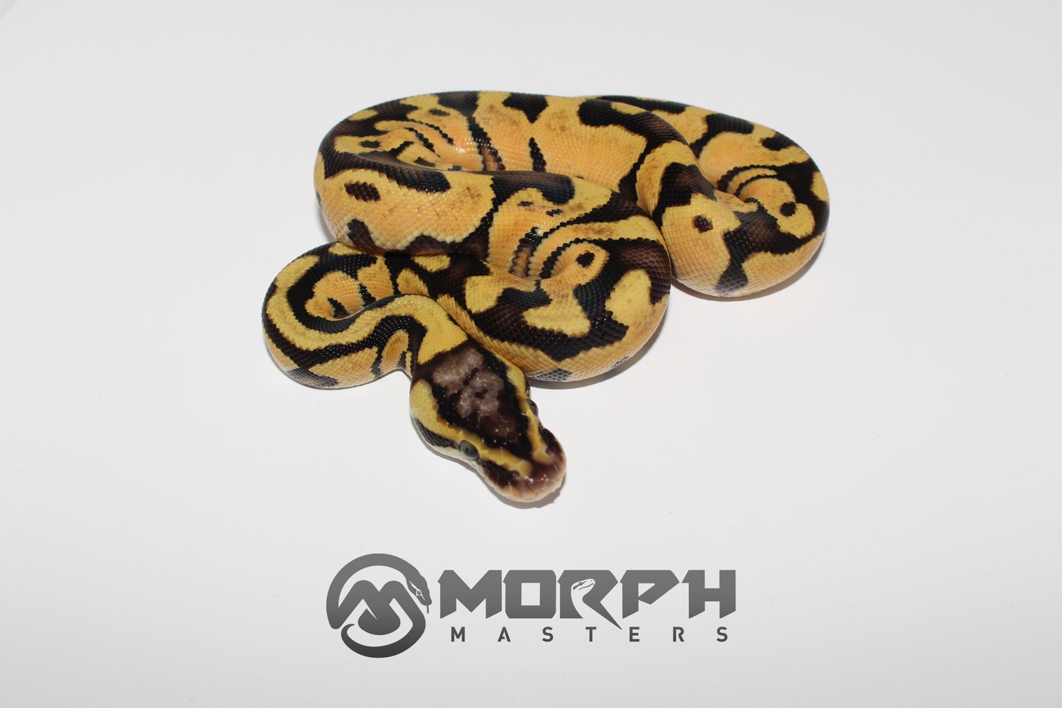 Enchi Orange Dream Pastel Het Desert Ghost 50% Het Clown 50% Het ...