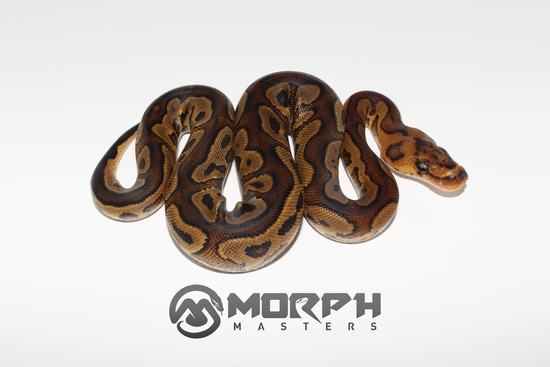 Redstripe Yellowbelly Clown Het Pied Ball Python by MorphMasters