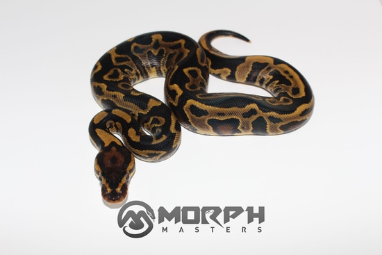 Leopard YB Double Het DG Clown Ball Python by MorphMasters