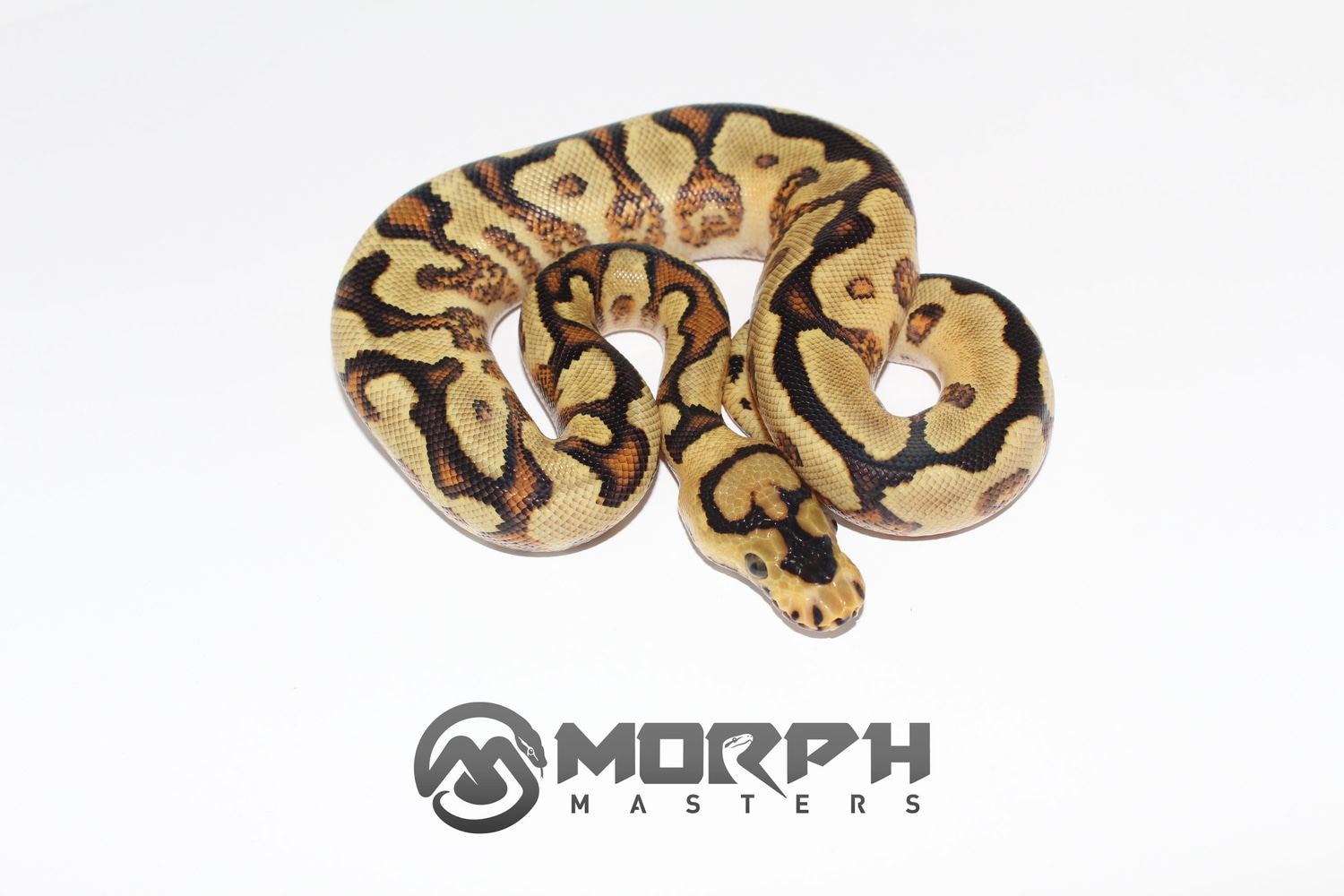 Enchi Spotnose Yellowbelly Clown Pos Fire Ball Python by MorphMasters ...