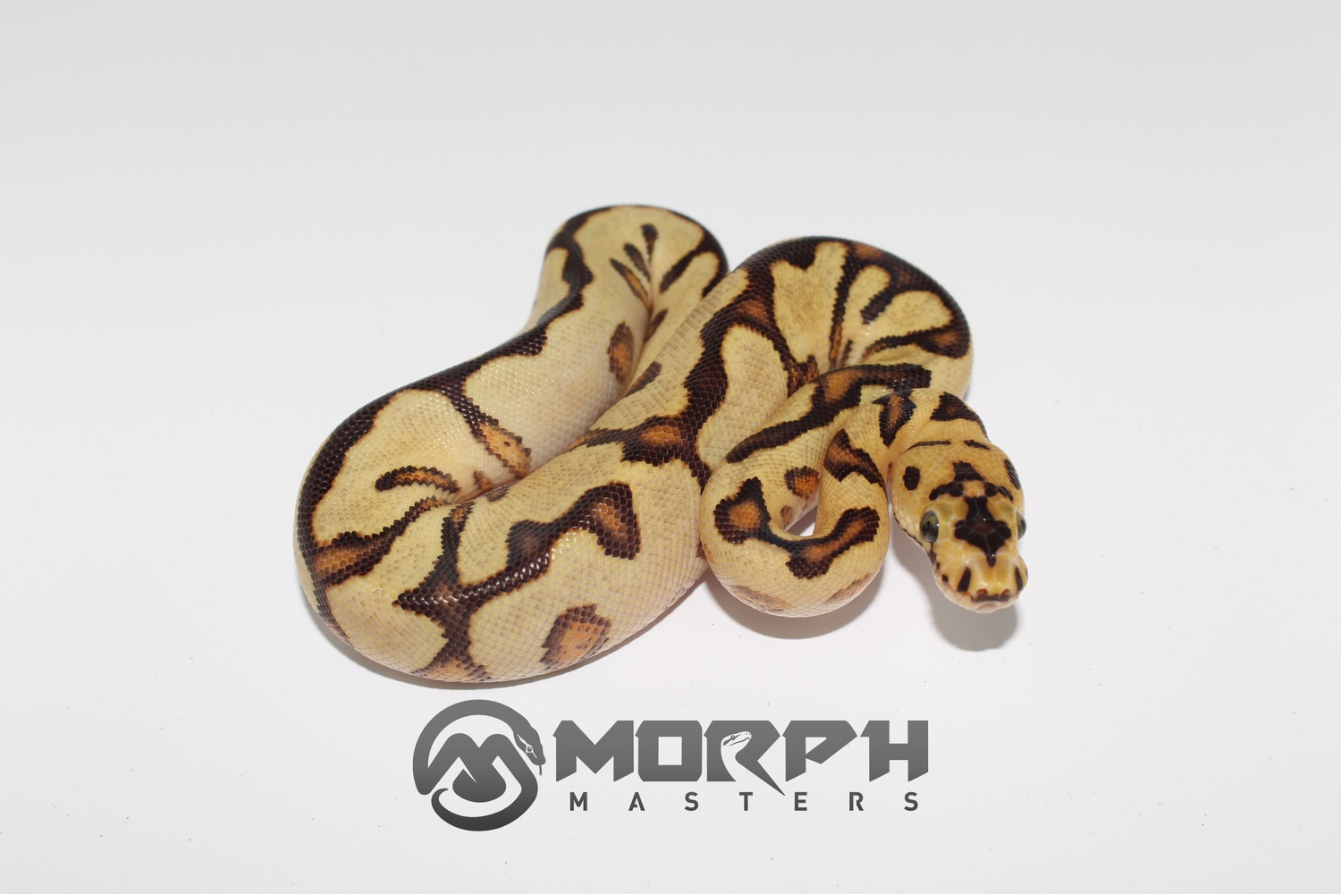 Enchi Spotnose Fire Clown Ball Python by MorphMasters - MorphMarket