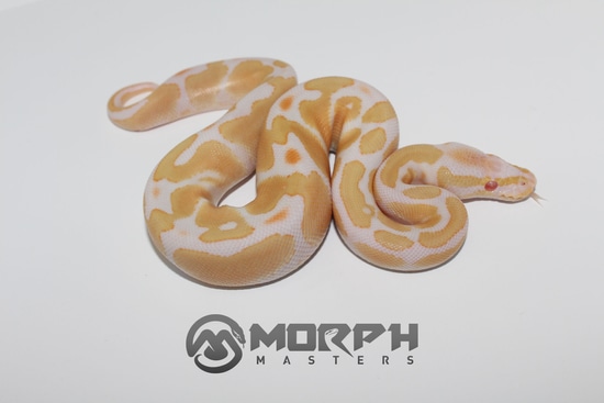 Albino Het Pied Ball Python by MorphMasters
