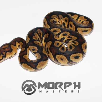 Cinnamon YB Dark Knight Ball Python by MorphMasters - MorphMarket